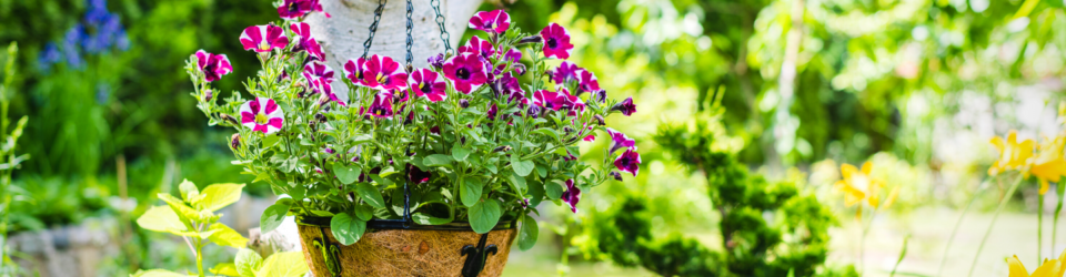 Creating a Backyard Ecosystem | Mostardi Nursery