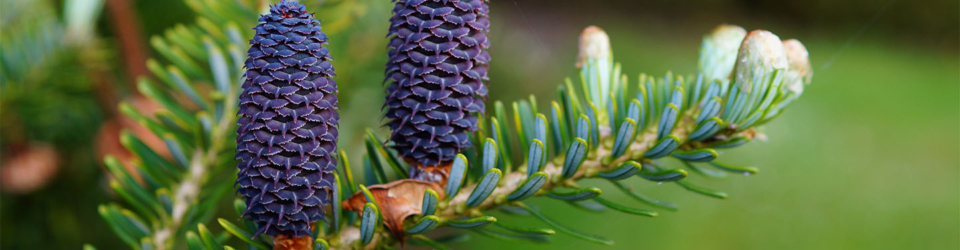 Creating a Backyard Ecosystem | Mostardi Nursery