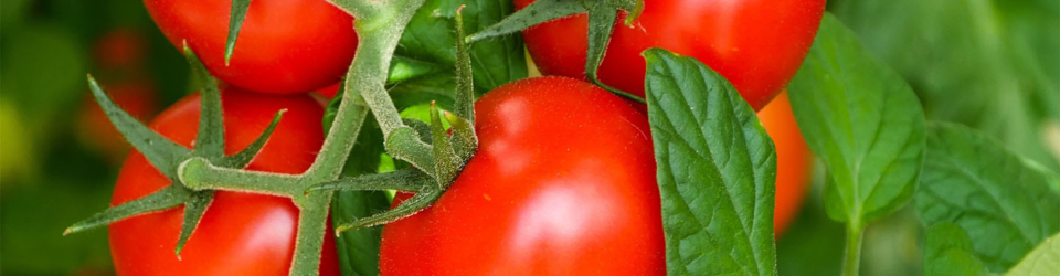 Creating a Backyard Ecosystem | Mostardi Nursery