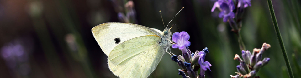 Creating a Backyard Ecosystem | Mostardi Nursery