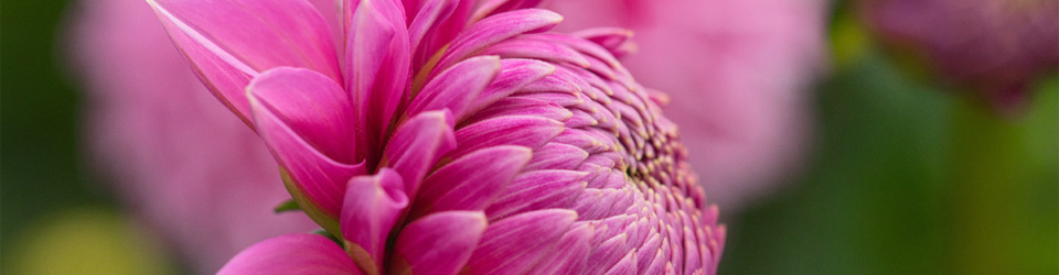 Creating a Backyard Ecosystem | Mostardi Nursery